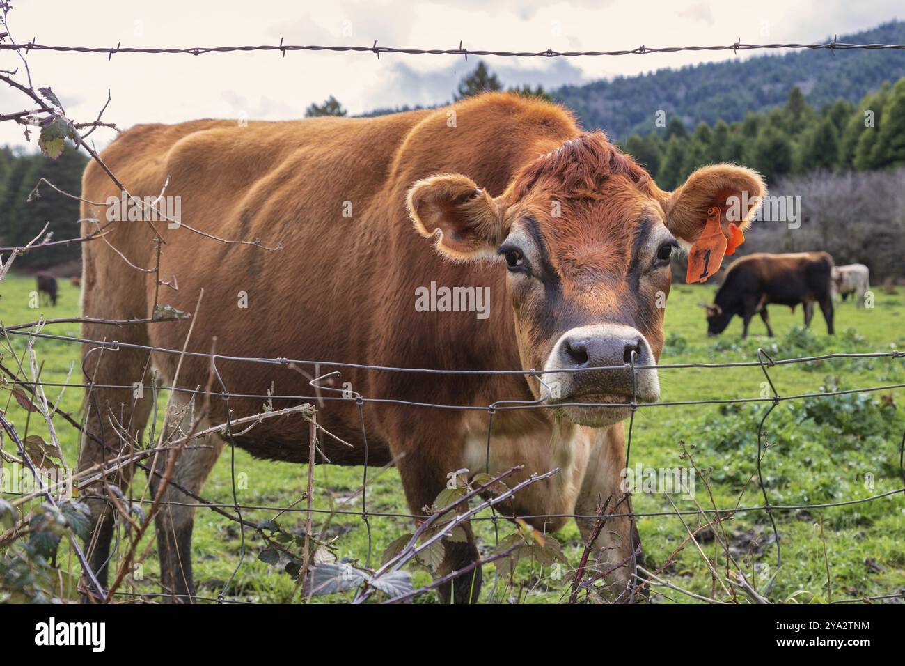 A friendly cow says hello at her fence. Northern California, USA, North ...