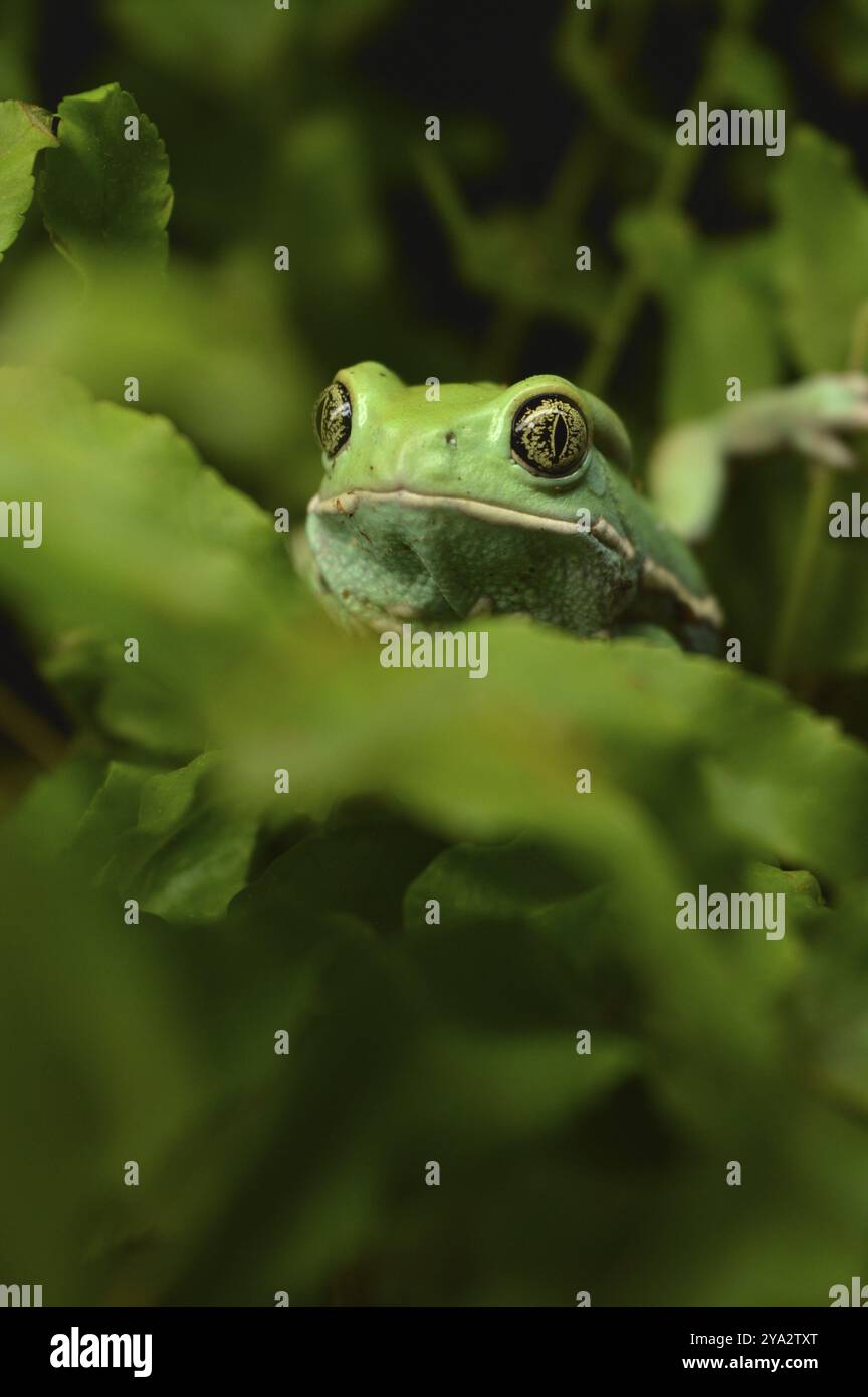Painted belly monkey frog phyllomedusa sauvagii hi-res stock ...