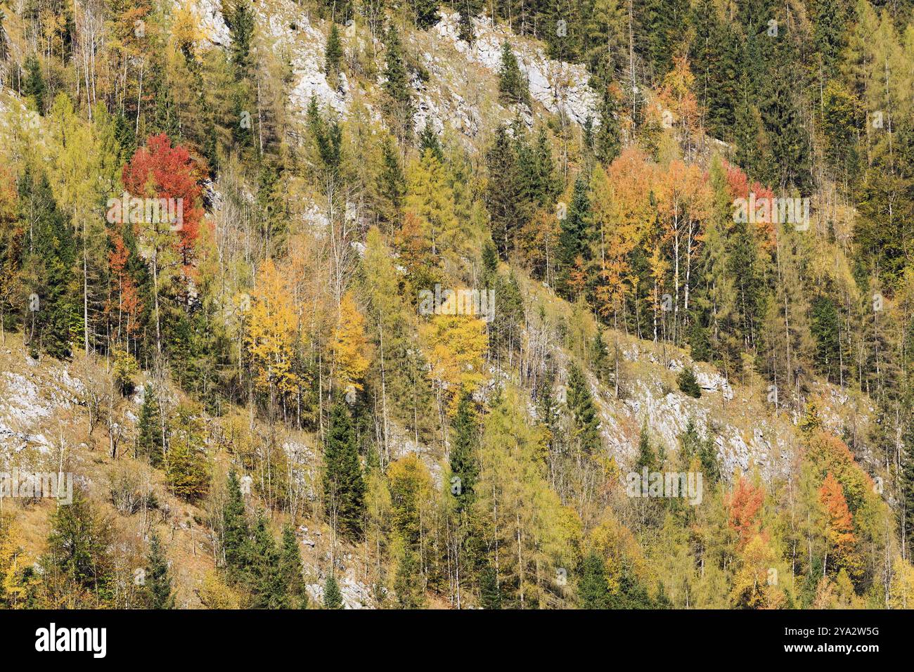 Mountain slope belonging to the Watzmann massif with trees in autumn ...
