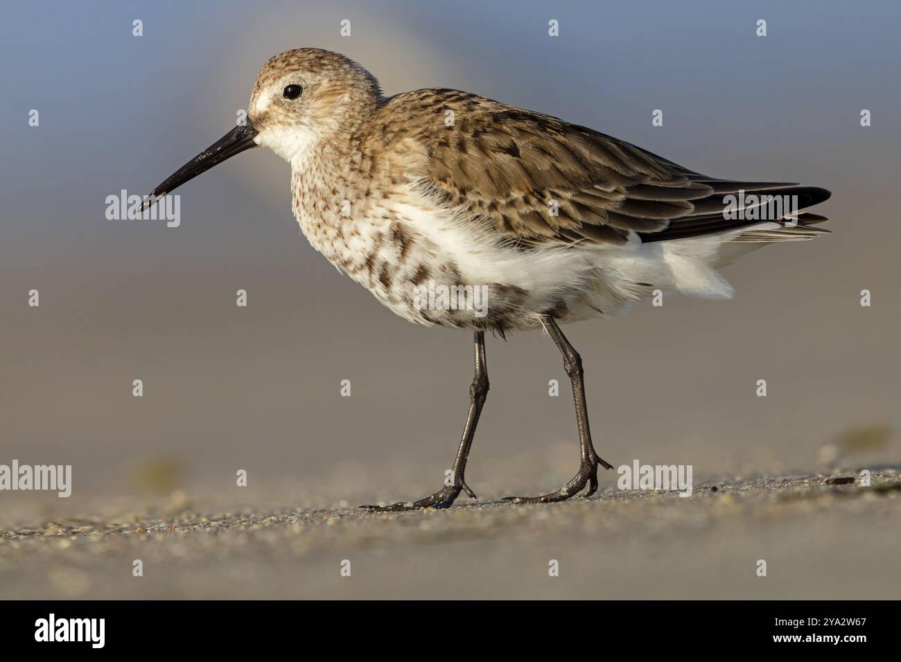 Dunlin, (Calidris alpina), snipe family, snipe, foraging, biotope ...