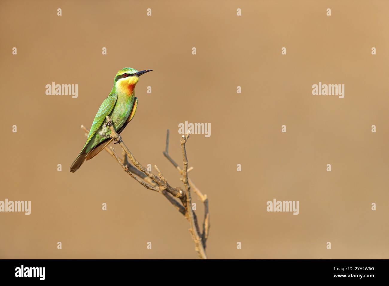 Sultanate of oman bee hi-res stock photography and images - Alamy