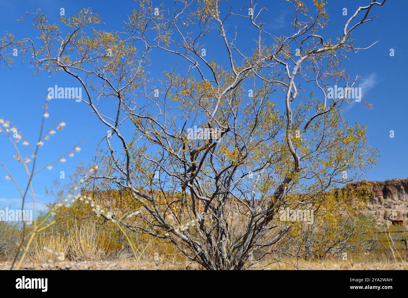 the lone dry bush Stock Photo - Alamy