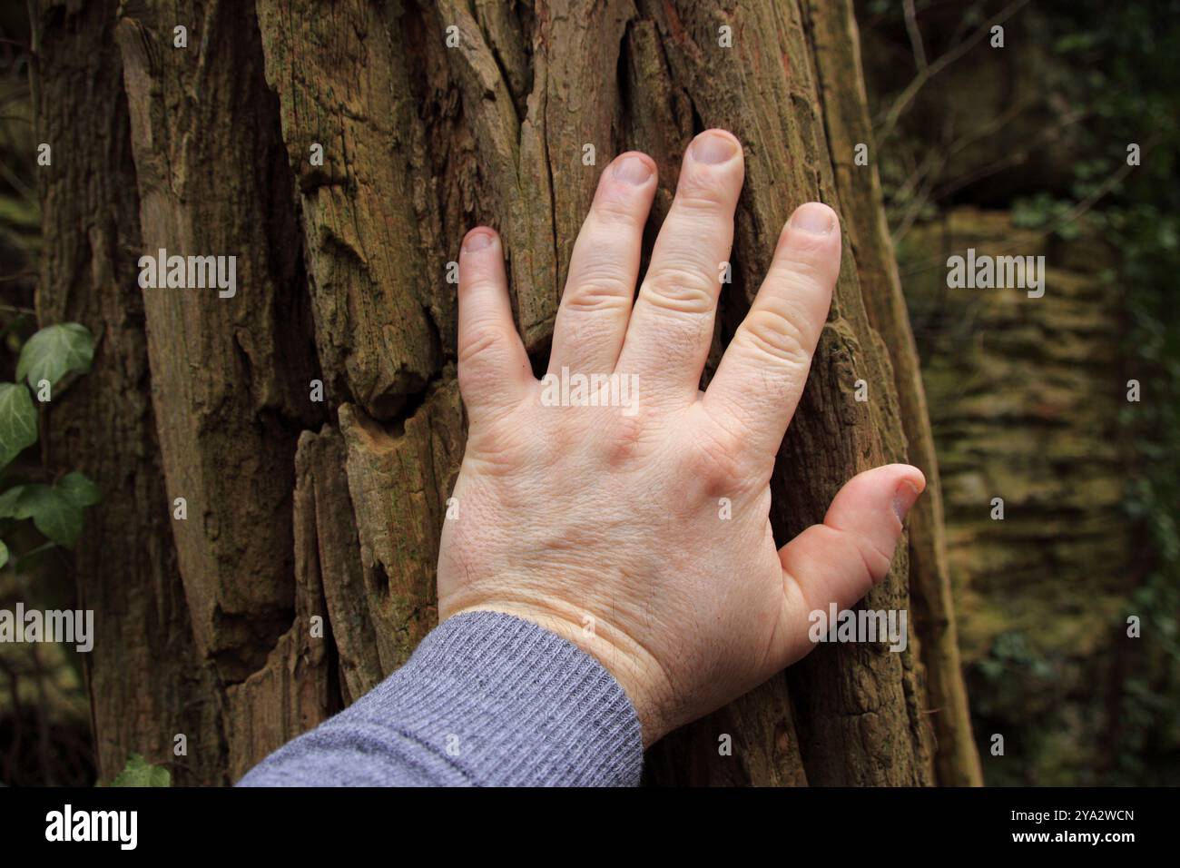 Feeling with trunks hi-res stock photography and images - Alamy