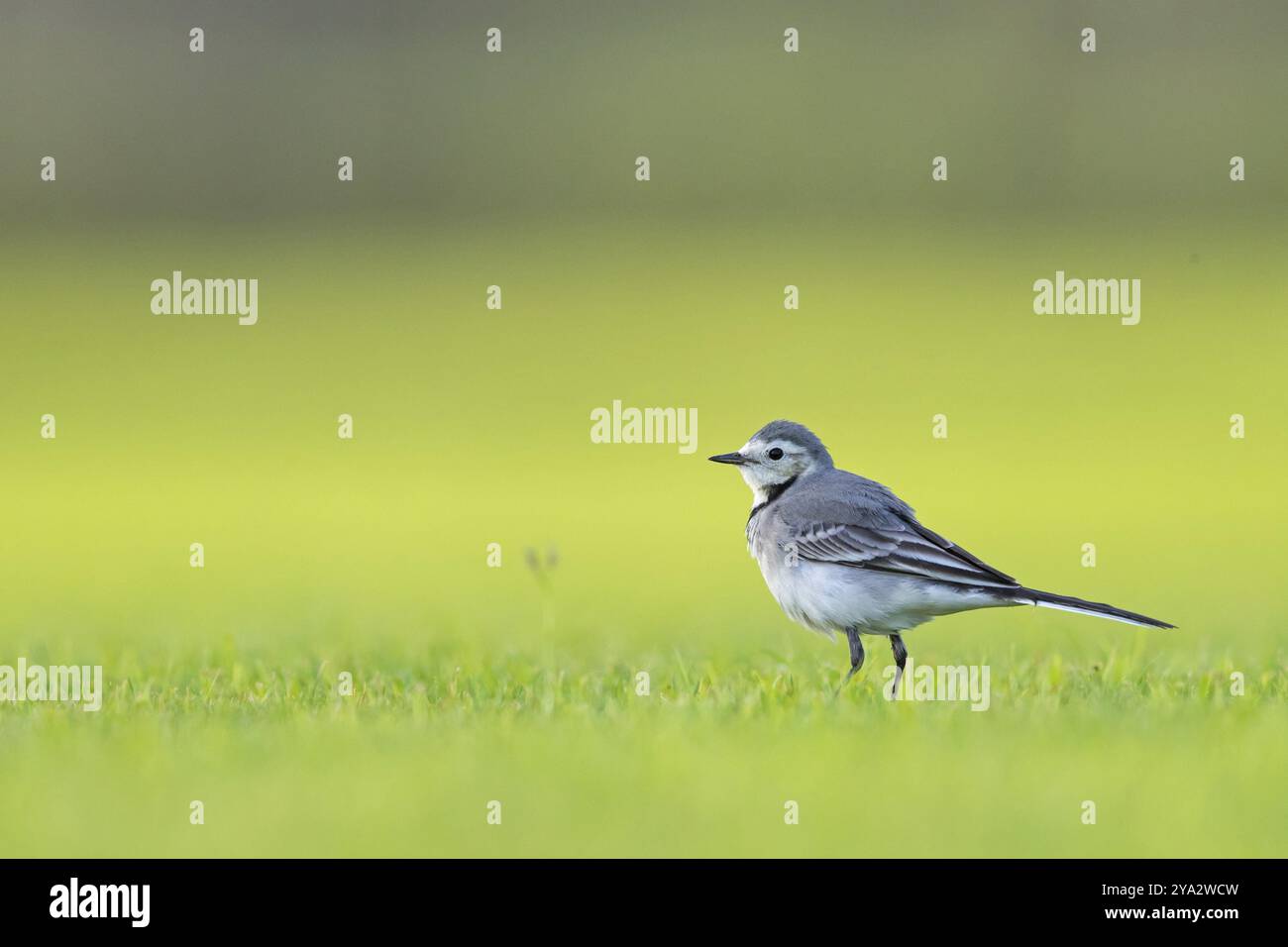 White wagtail, (Motacilla alba), songbird, Al Qurm Park, Muscat, Muscat ...