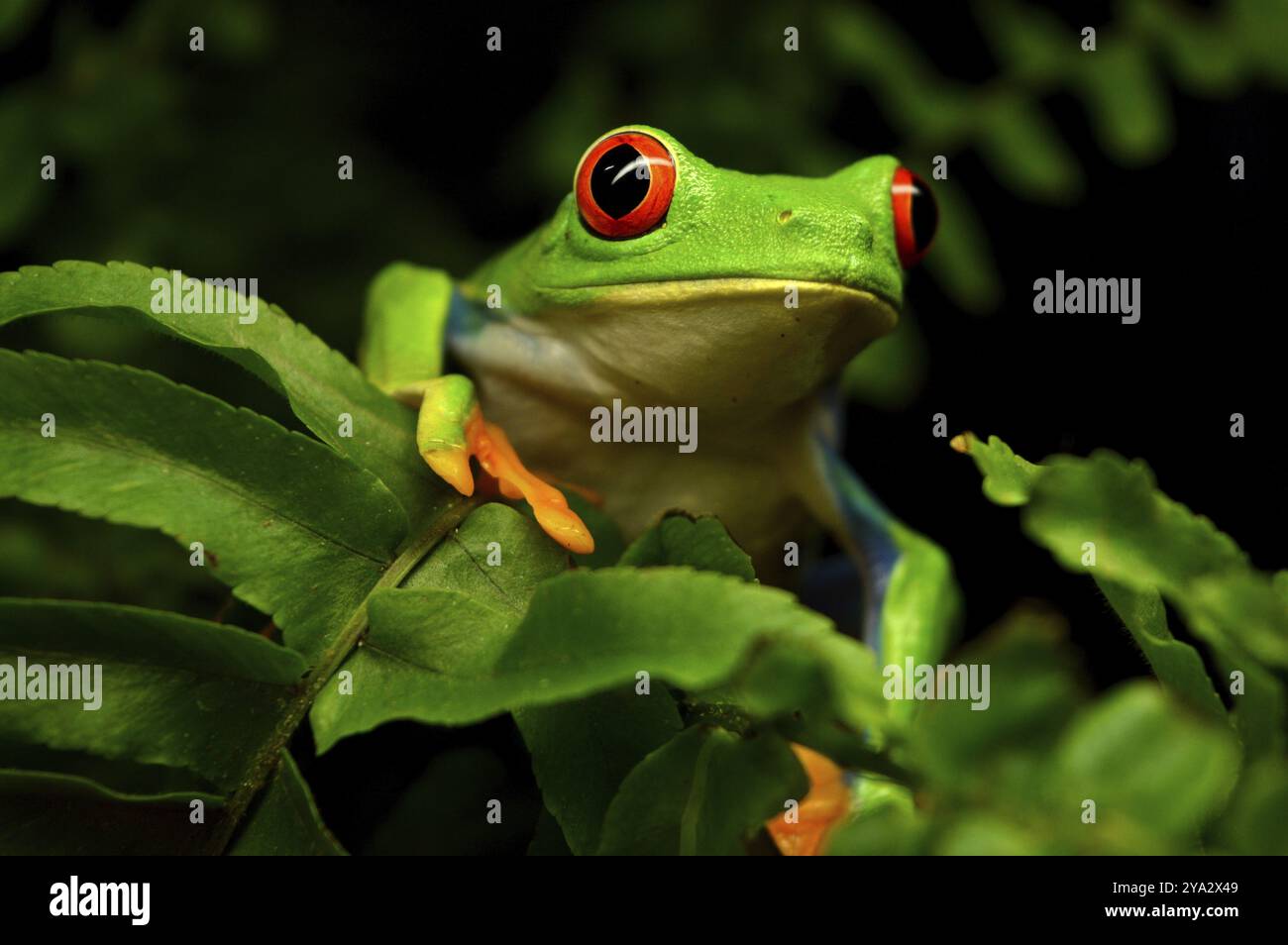 Red eye frog Stock Photo - Alamy
