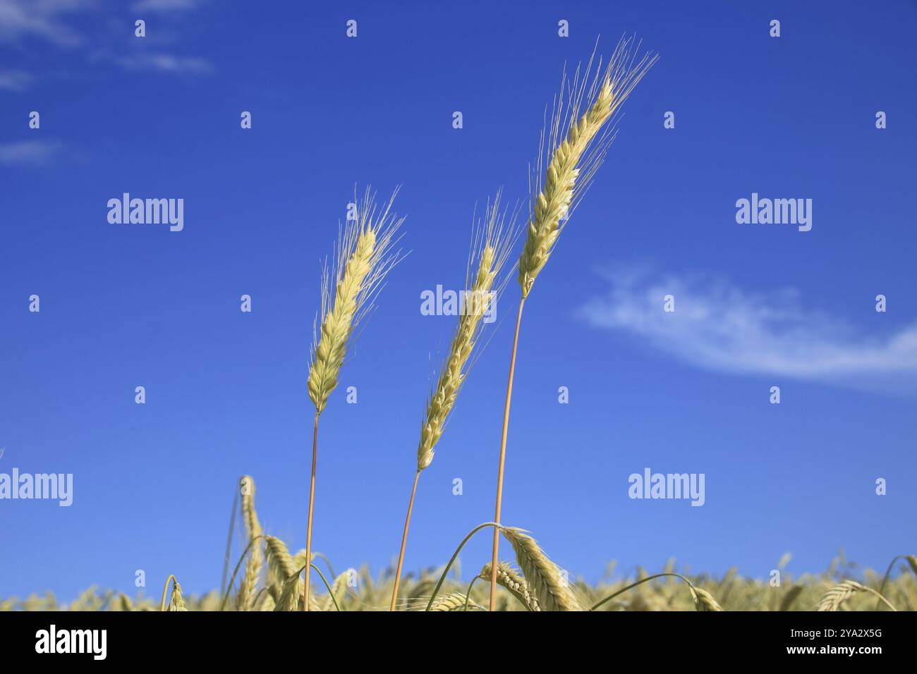 Fruit of barley in front of a blue sky with a cloud Stock Photo - Alamy