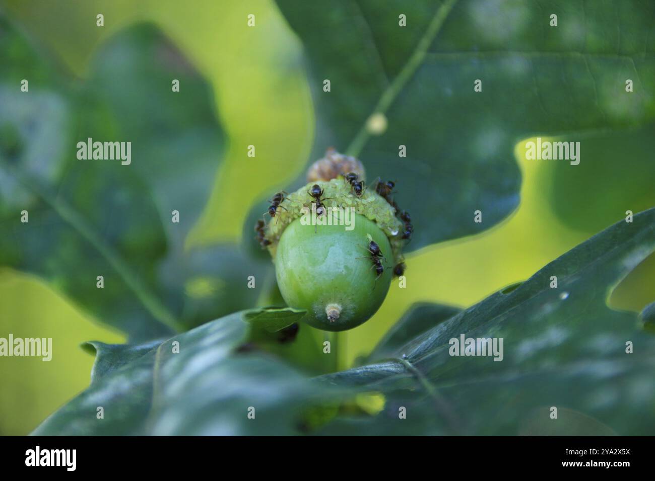 Acorn of an oak infested with ants Stock Photo - Alamy
