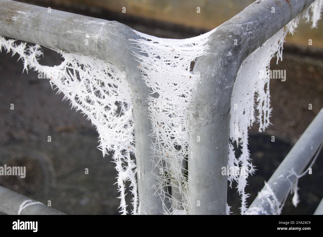 Covered with spider net hi-res stock photography and images - Alamy