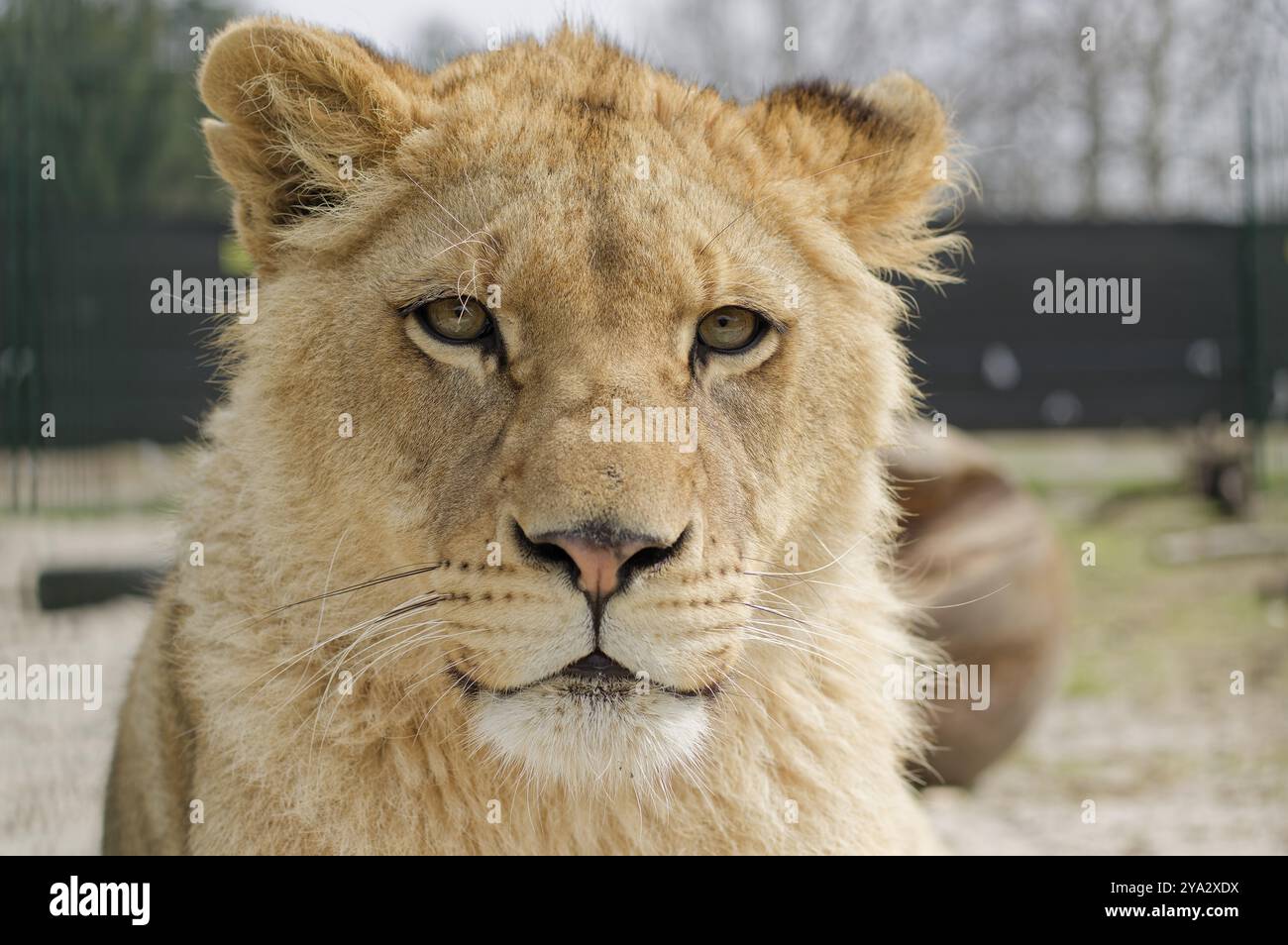 People portrait poznan hi-res stock photography and images - Alamy