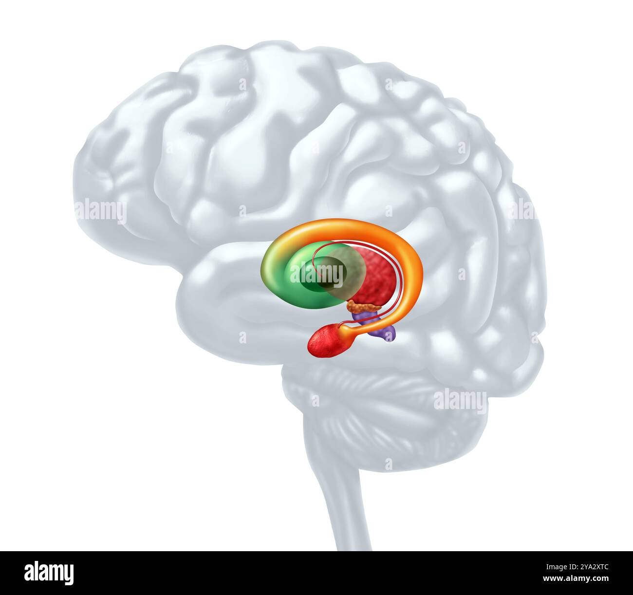 Basal ganglia hi-res stock photography and images - Alamy