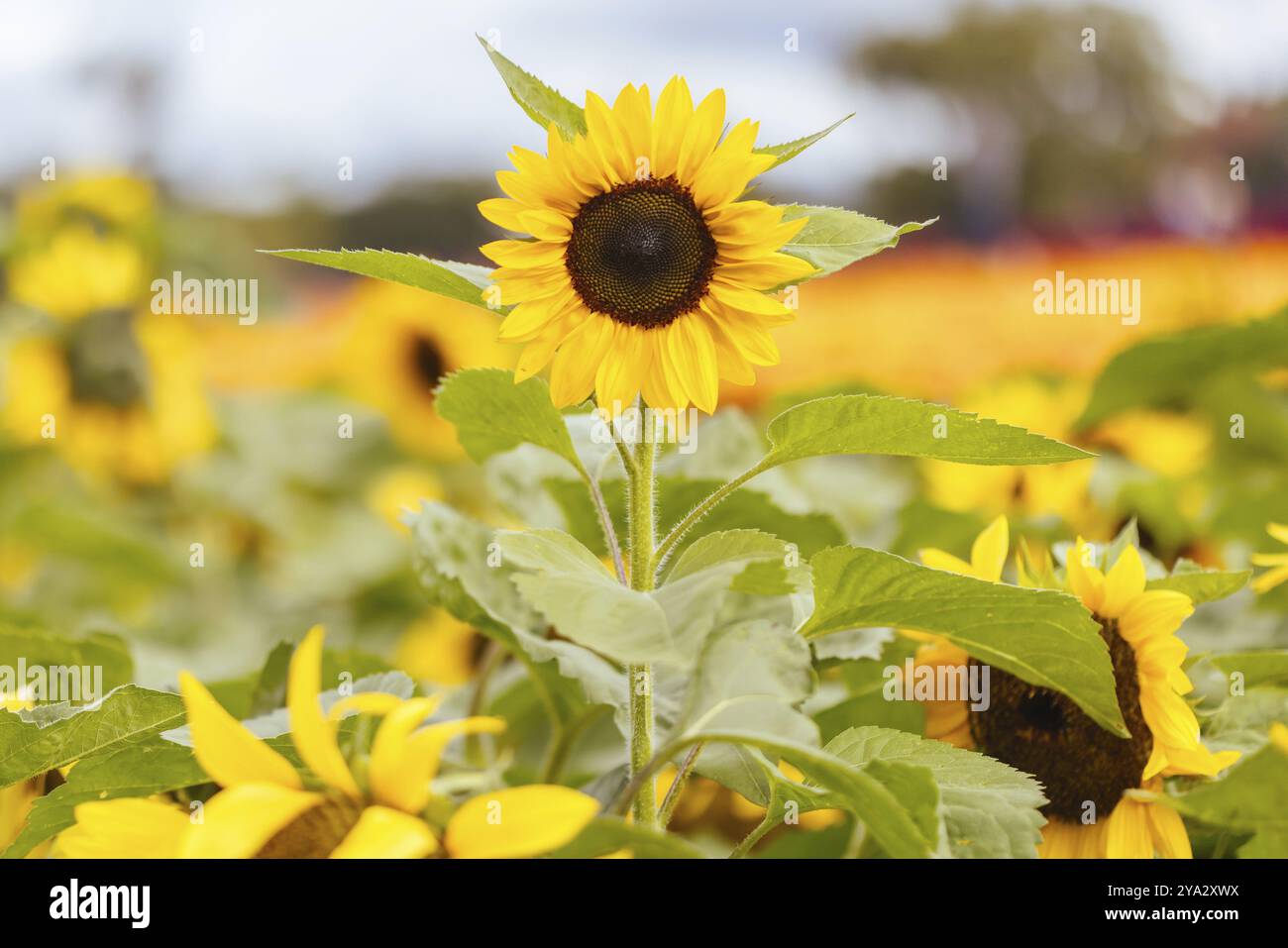 Sunflowers at a garden in the Dandenong Ranges in Melbourne, Victoria ...