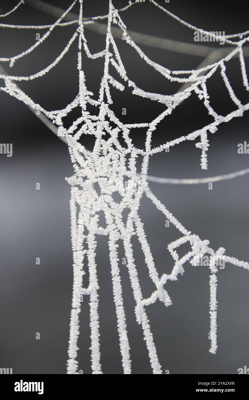 Covered with spider net hi-res stock photography and images - Alamy