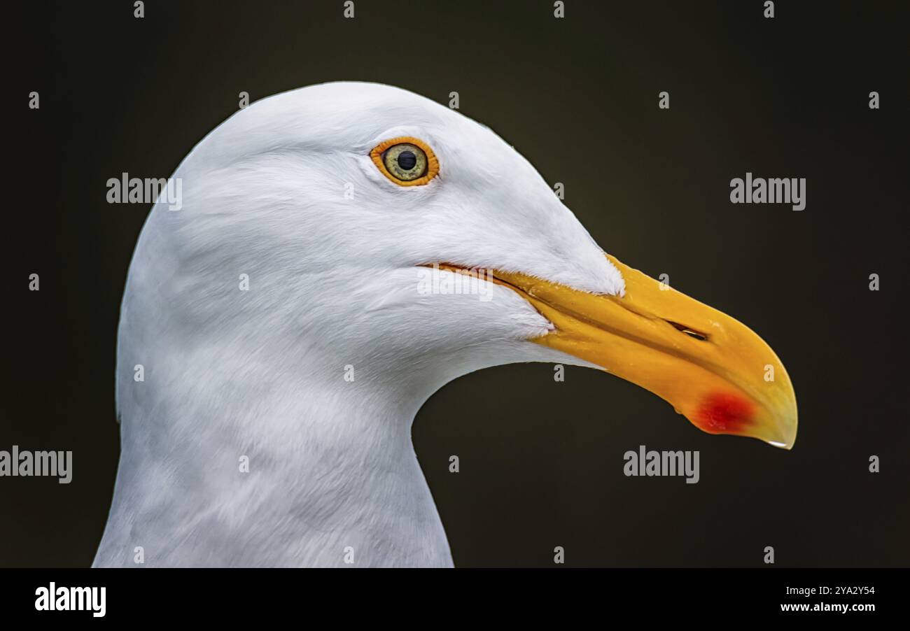 Portrait of a seagull, close-up, color image, day Stock Photo - Alamy
