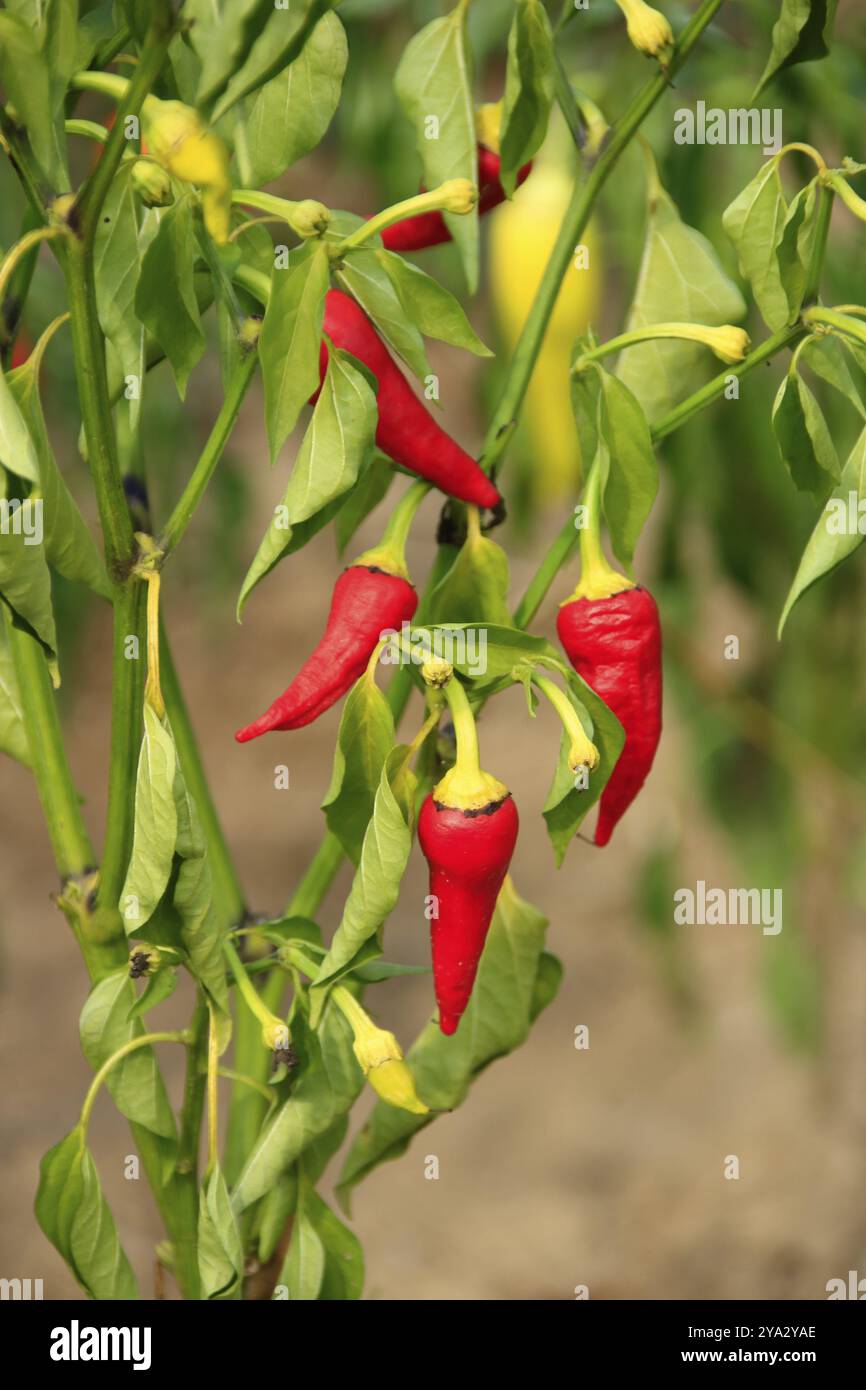Chilli bushes hi-res stock photography and images - Alamy