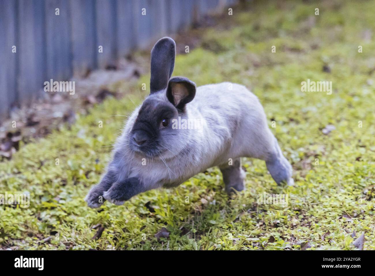 Leaping rabbit hi-res stock photography and images - Alamy