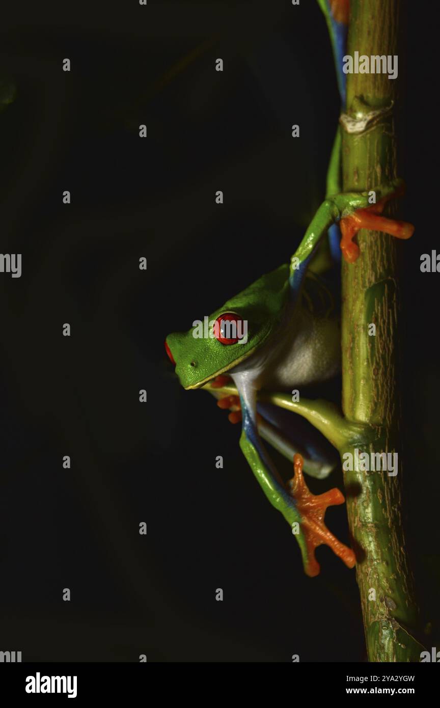 Red eyed tree frog habitat hi-res stock photography and images - Alamy