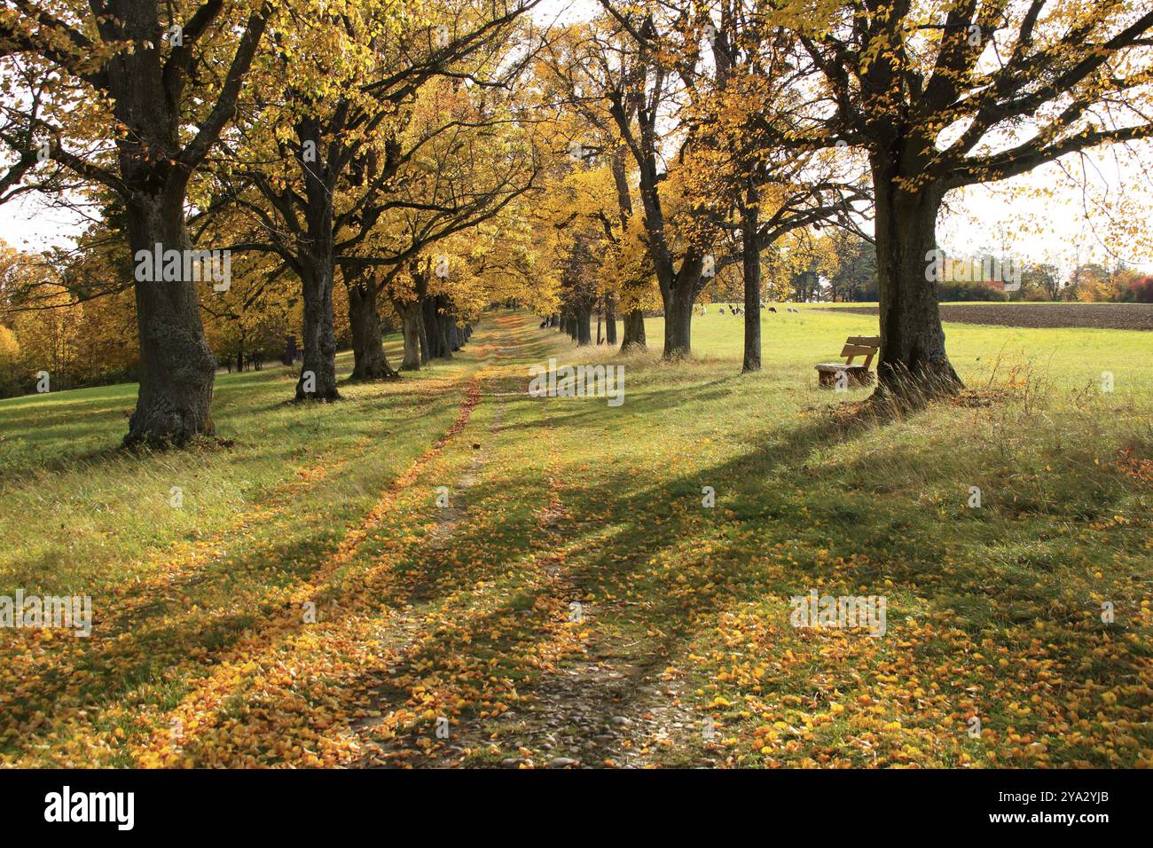 View through the avenue of lime trees on Friedenshoehe in Flacht Stock ...