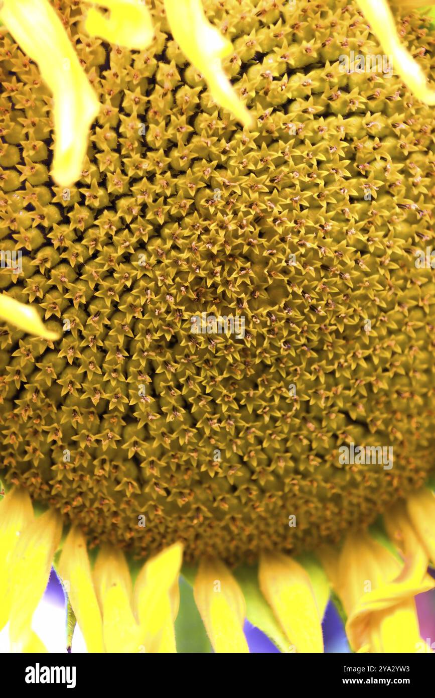 Closeup shot blooming sunflower hi-res stock photography and images - Alamy