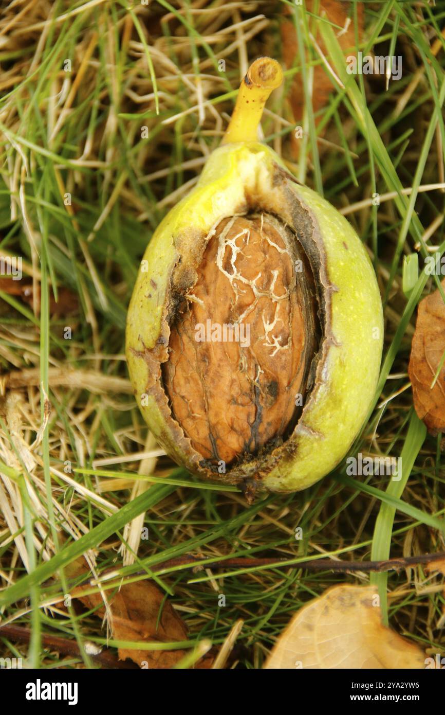 Single nut hi-res stock photography and images - Alamy