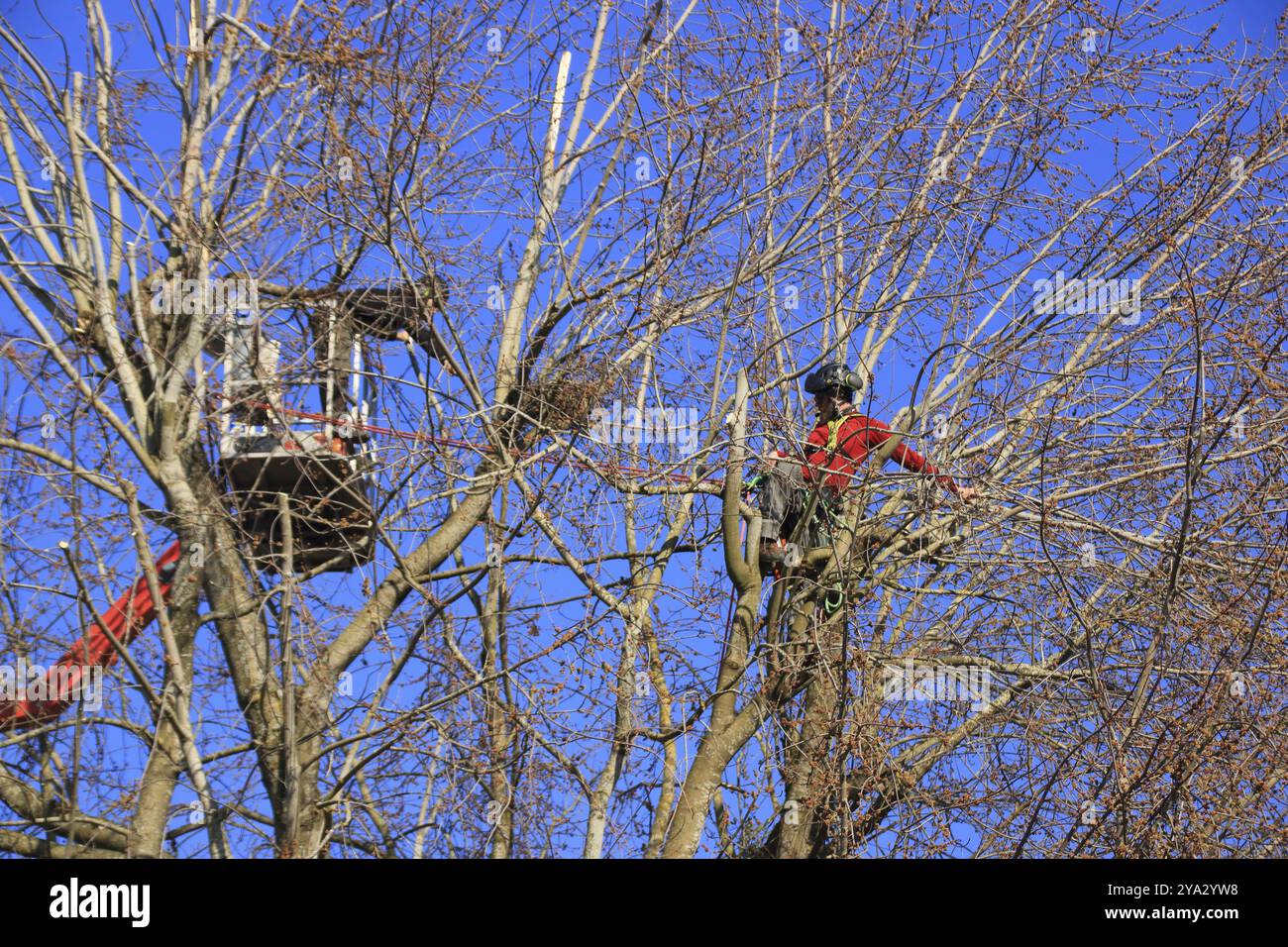Branches out hi-res stock photography and images - Alamy