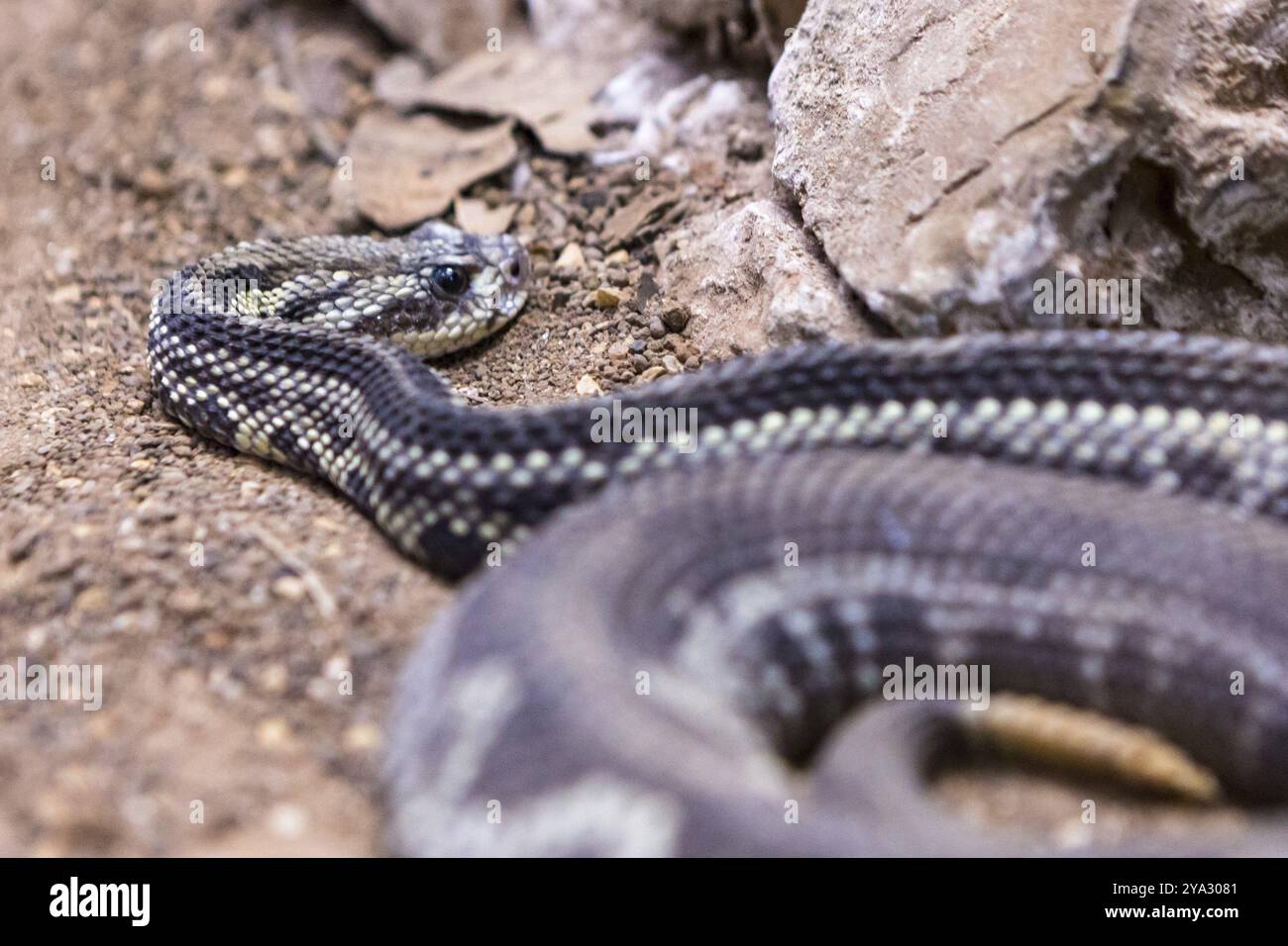 Rattlesnake, Crotalus atrox. Western Diamondback. Dangerous snake Stock ...