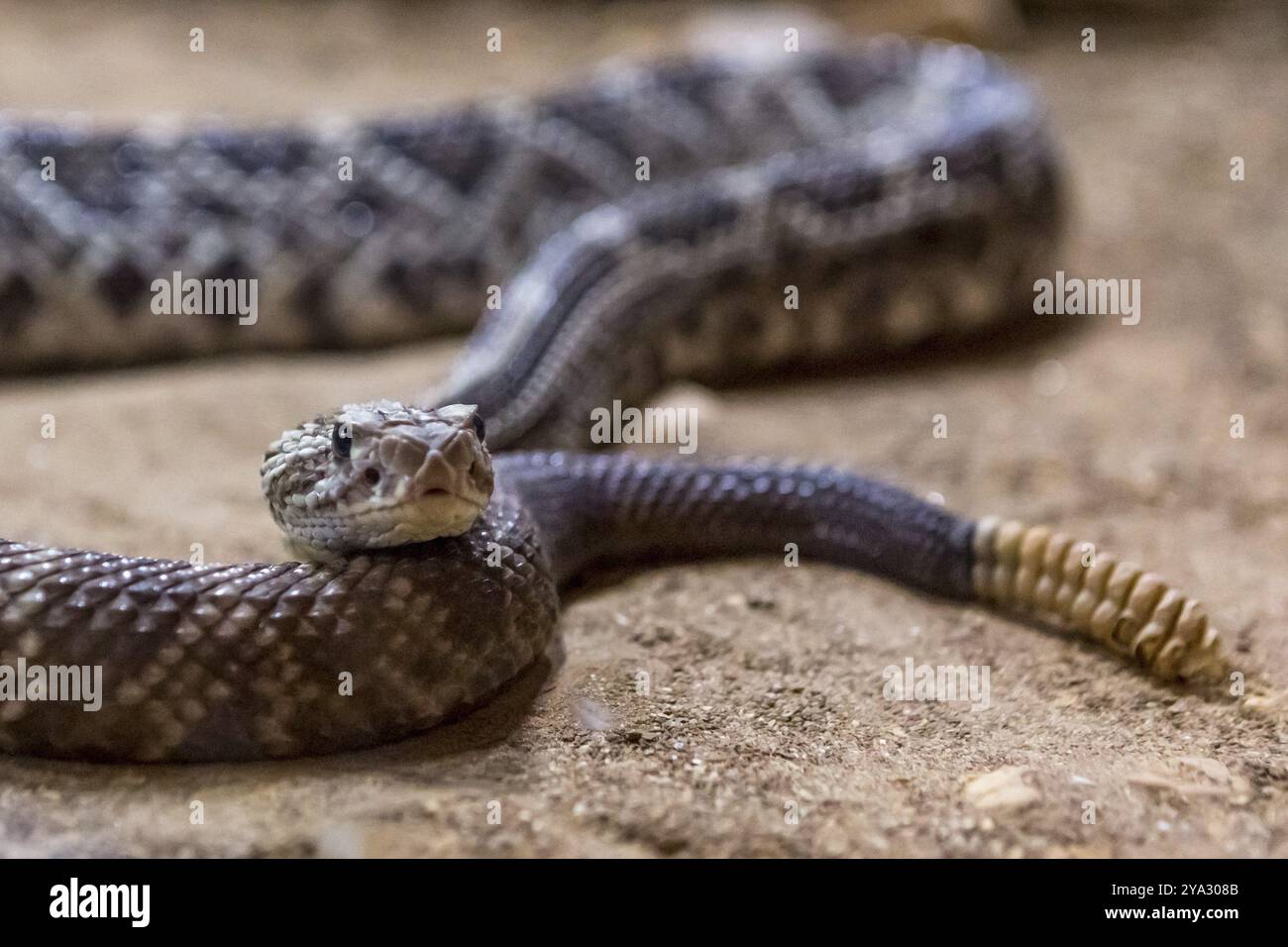 Rattlesnake, Crotalus atrox. Western Diamondback. Dangerous snake Stock ...