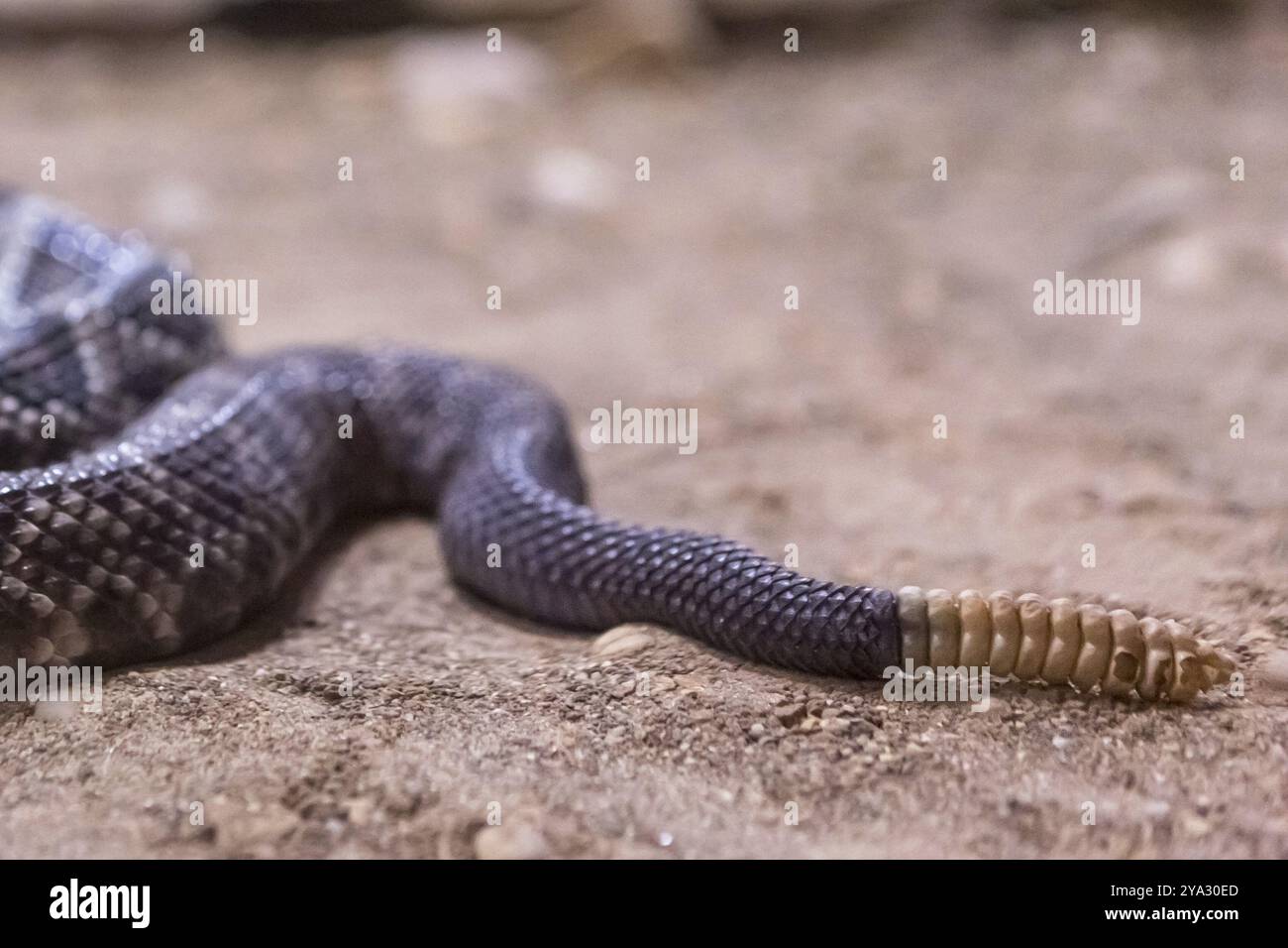 Rattlesnake, Crotalus atrox. Western Diamondback. Dangerous snake Stock ...