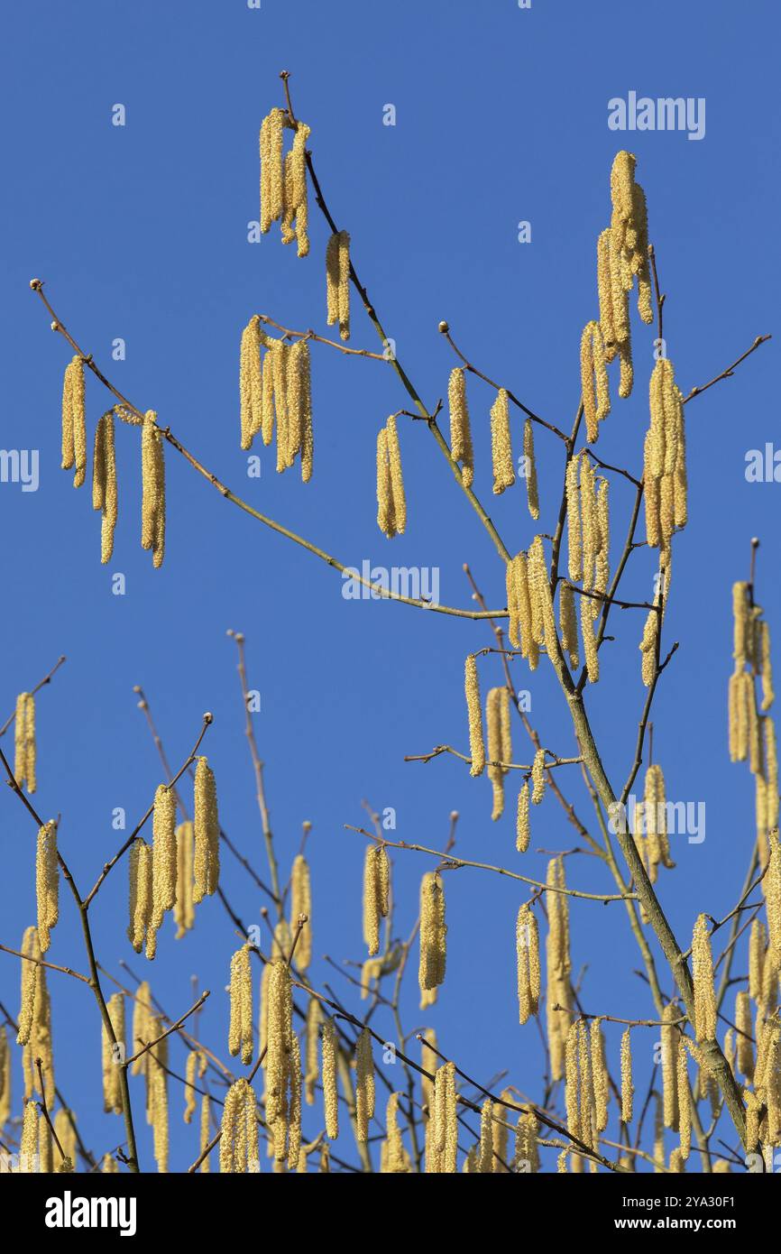 Blueten der Gemeinen Hasel (Corylus avellana) vor blauem Himmel ...