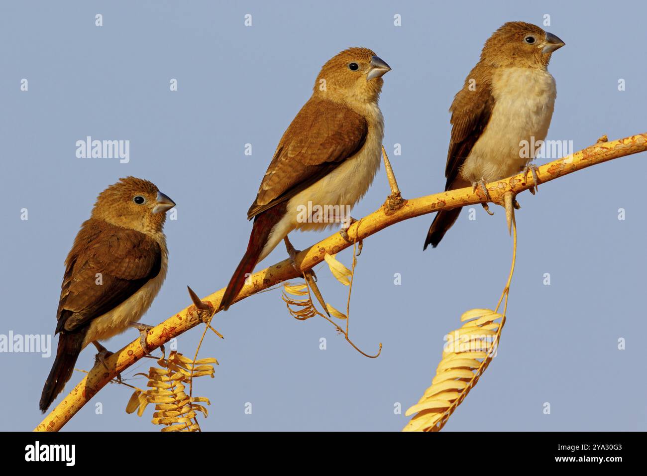 African silverbill, silver beak, silver pheasant, trusting bird ...