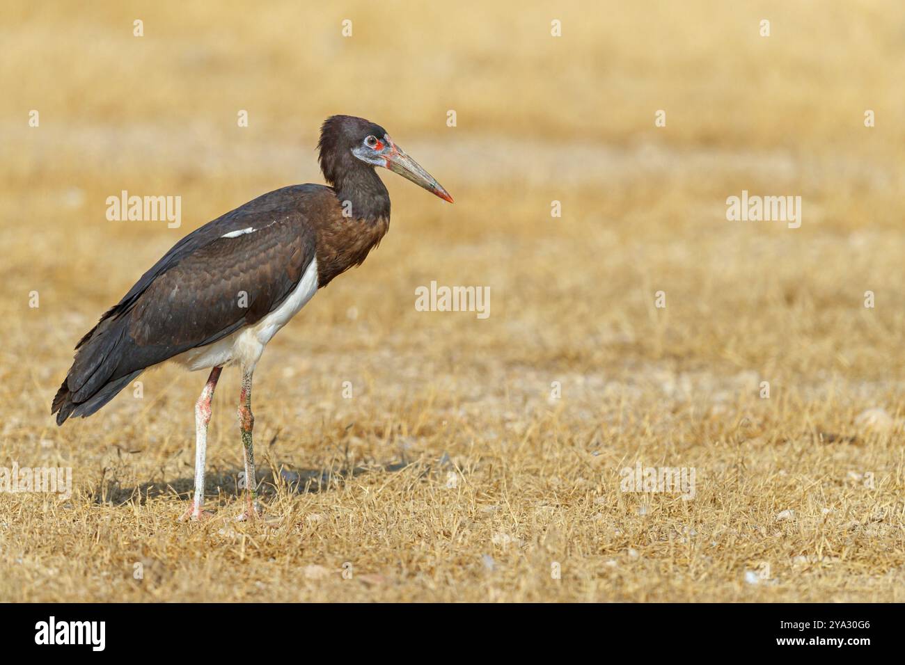 Abdim's stork, rain stork, Abdim, (Ciconia abdimii), African stork ...