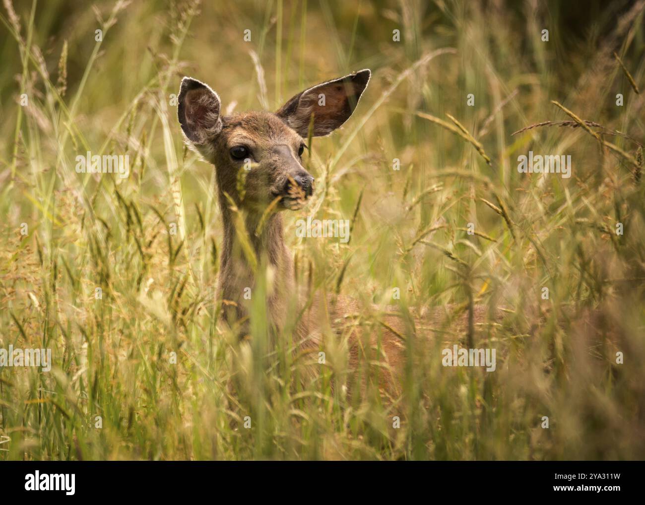 Deer Doe Standing in Tall Grass Looking Away, Color Image, Day Stock ...