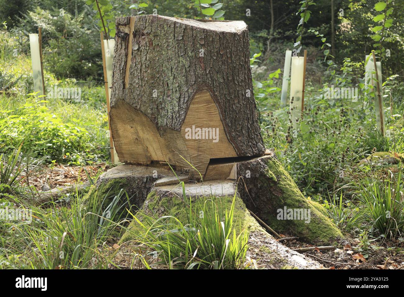 The trunk was placed back on the root after felling Stock Photo - Alamy