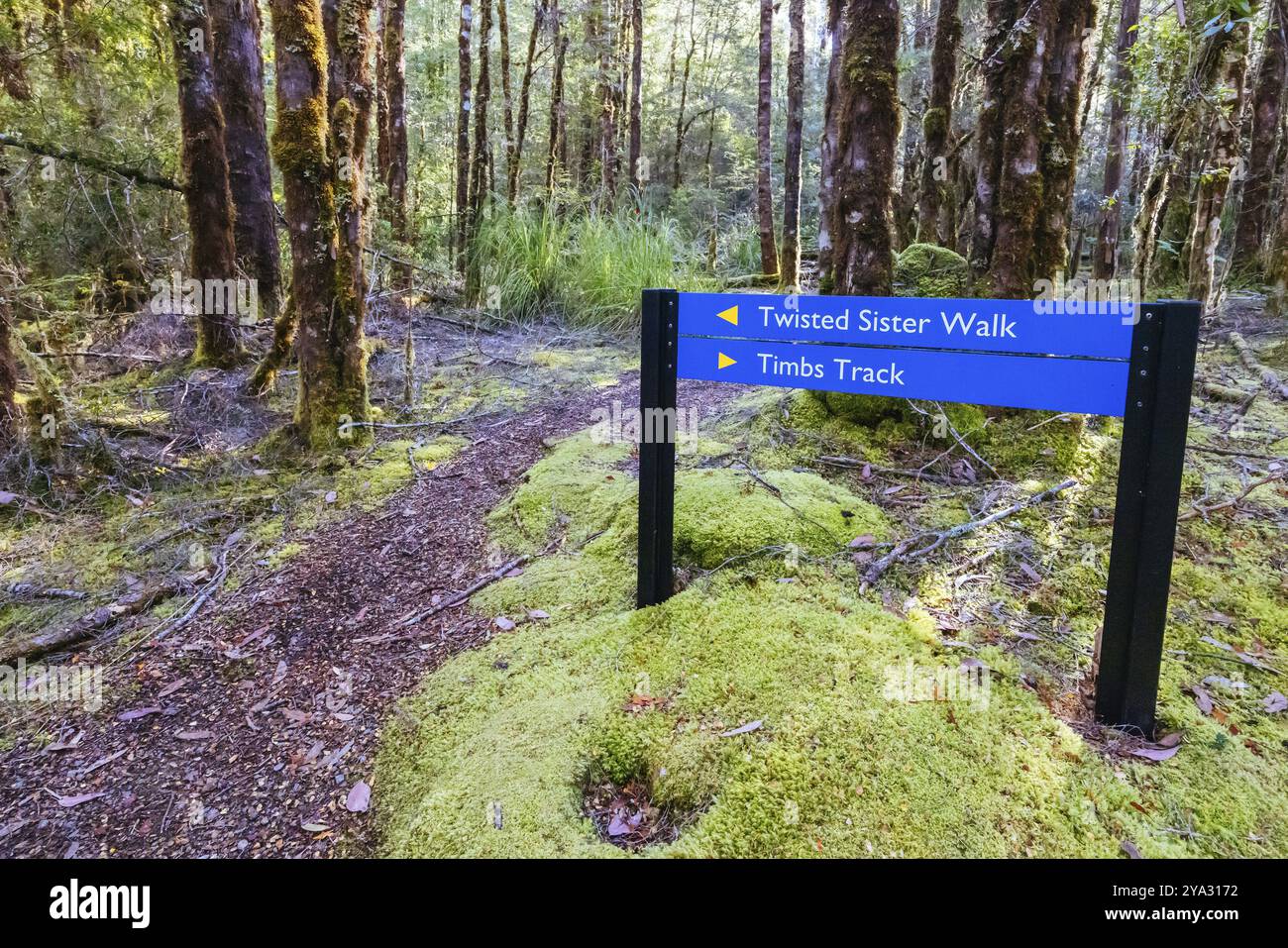 The secluded Twisted Sister Trail and landscape on a cool summer ...