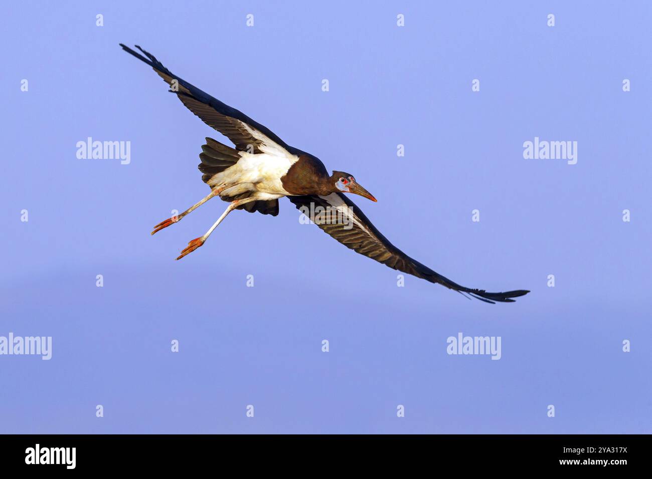 Abdim's stork, rain stork, Abdim, (Ciconia abdimii), African stork ...