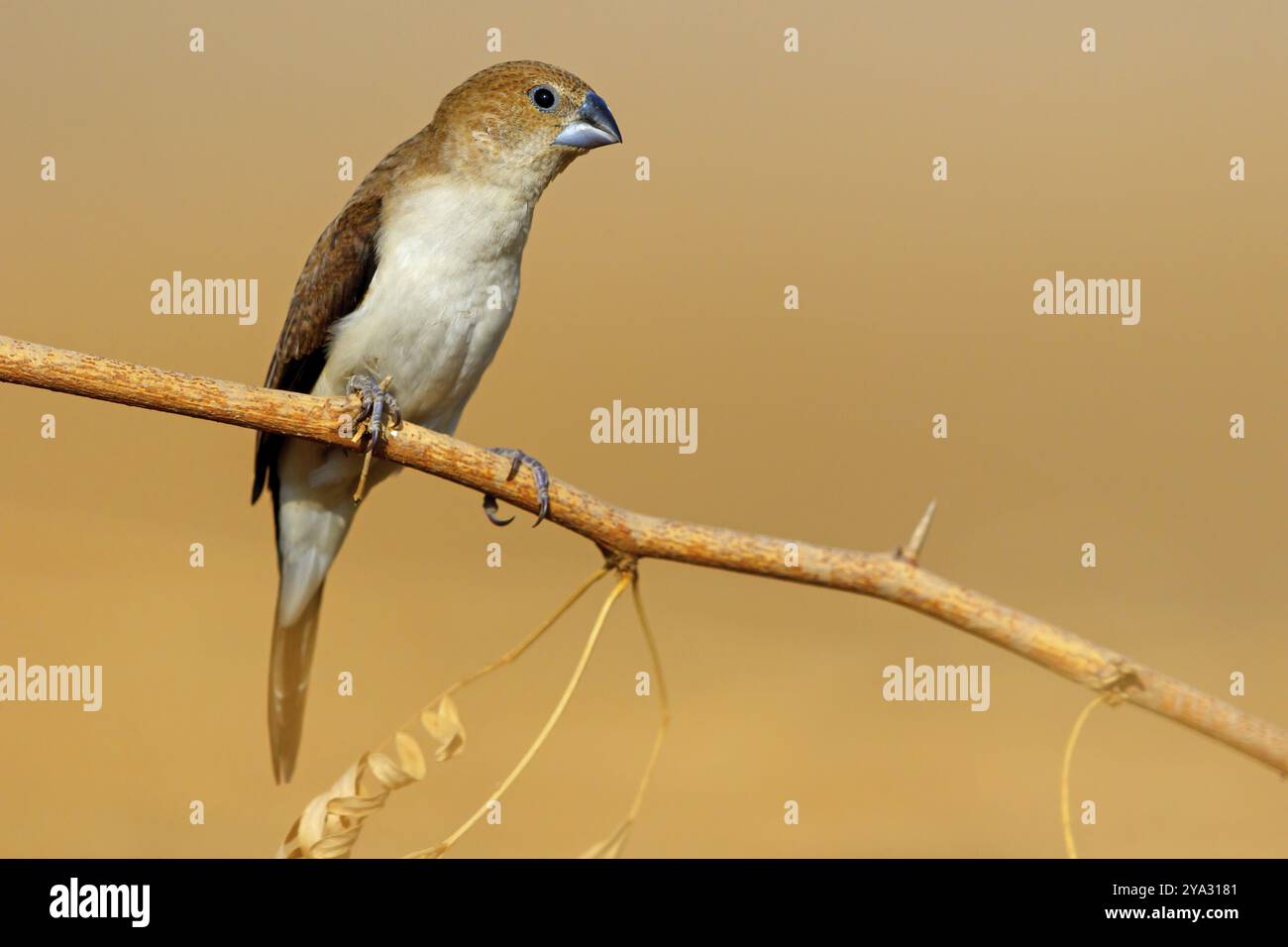 African silverbill, silver beak, silver pheasant, trusting bird ...