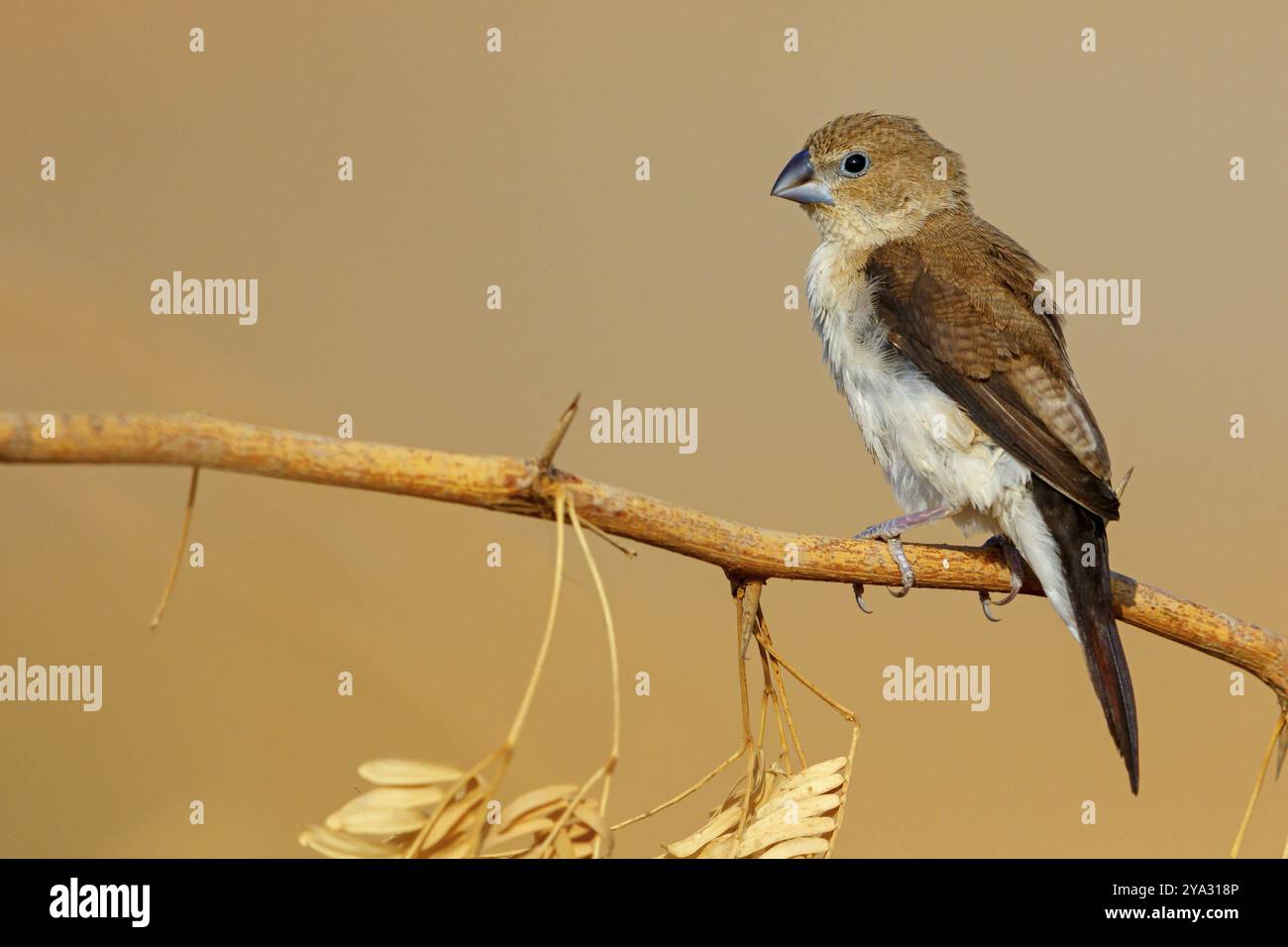 African silverbill, silver beak, silver pheasant, trusting bird ...