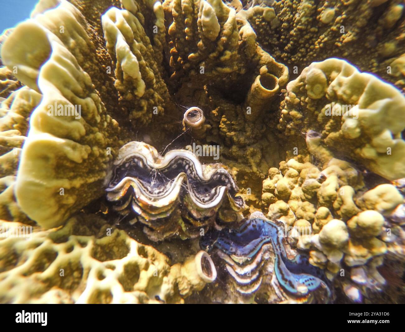 Lots of fish and corals during snorkeling in Sharm el Sheikh, Egypt ...