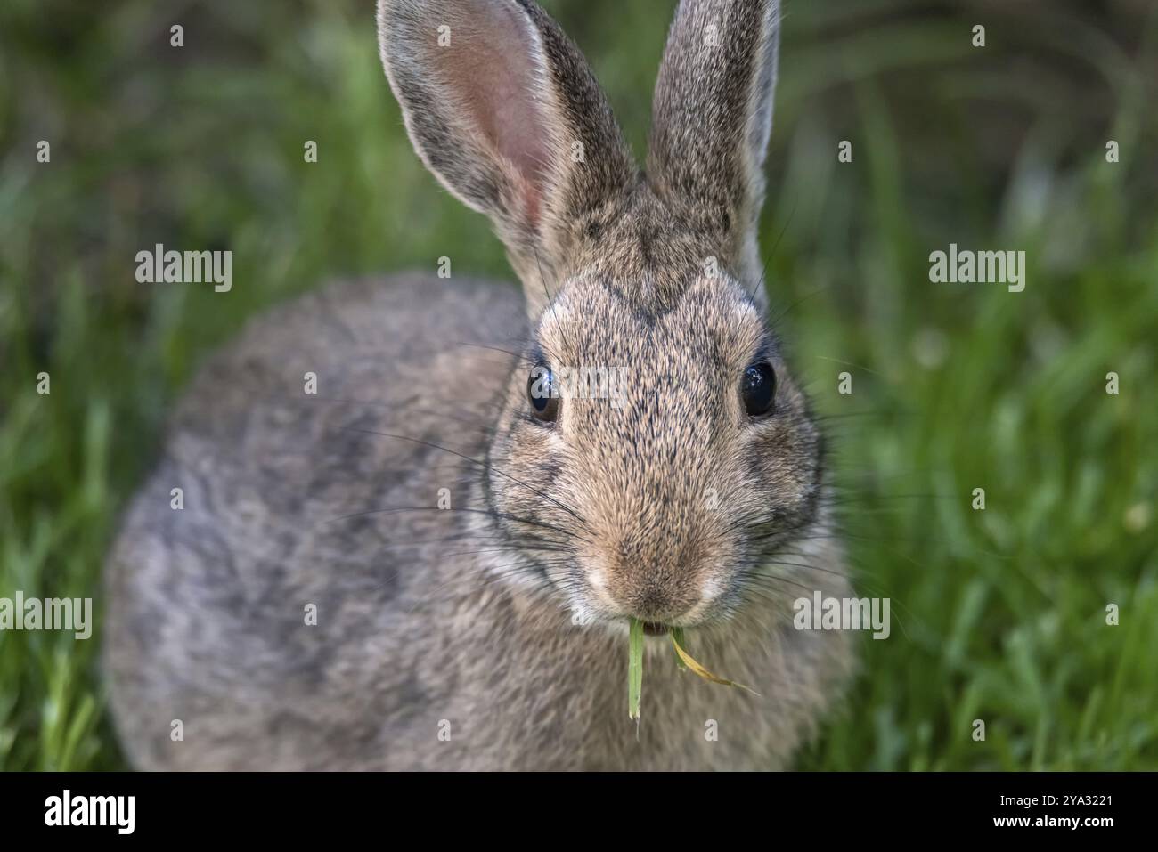 Grass cropped by rabbits hi-res stock photography and images - Alamy