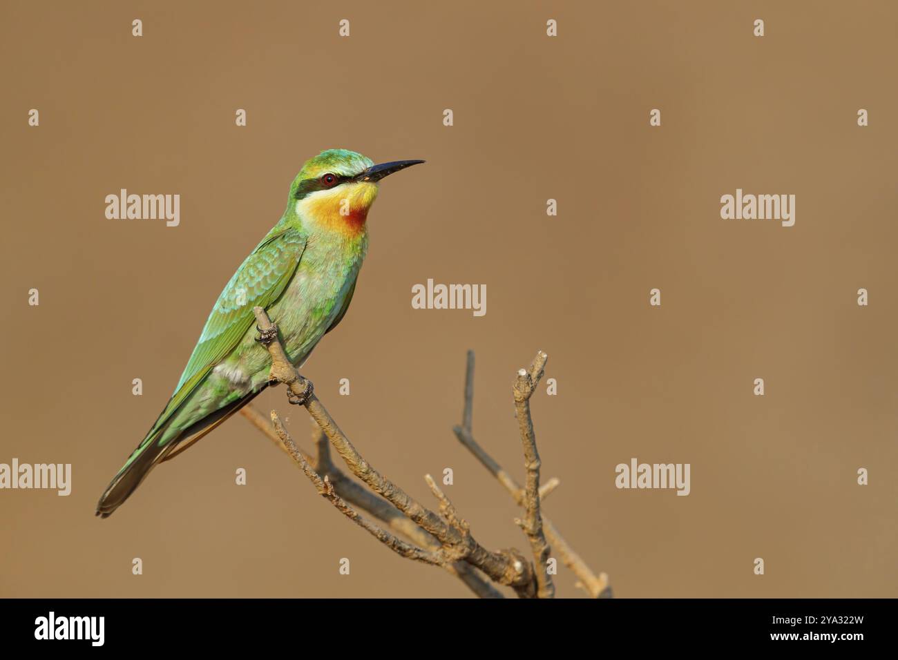 Blue-cheeked Bee-eater, (Merops persicus), family of bee-eaters, bird ...