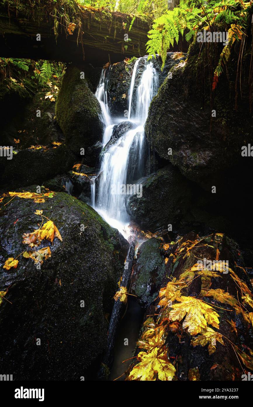 A small waterfall flows around fallen maple leaves in the northern ...