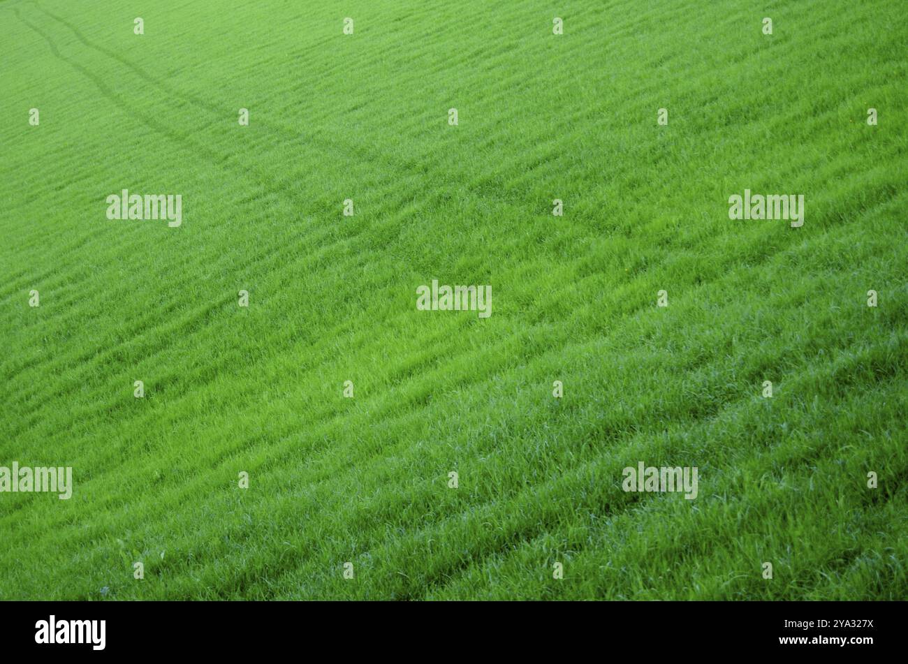 Lush green field abundant hi-res stock photography and images - Alamy