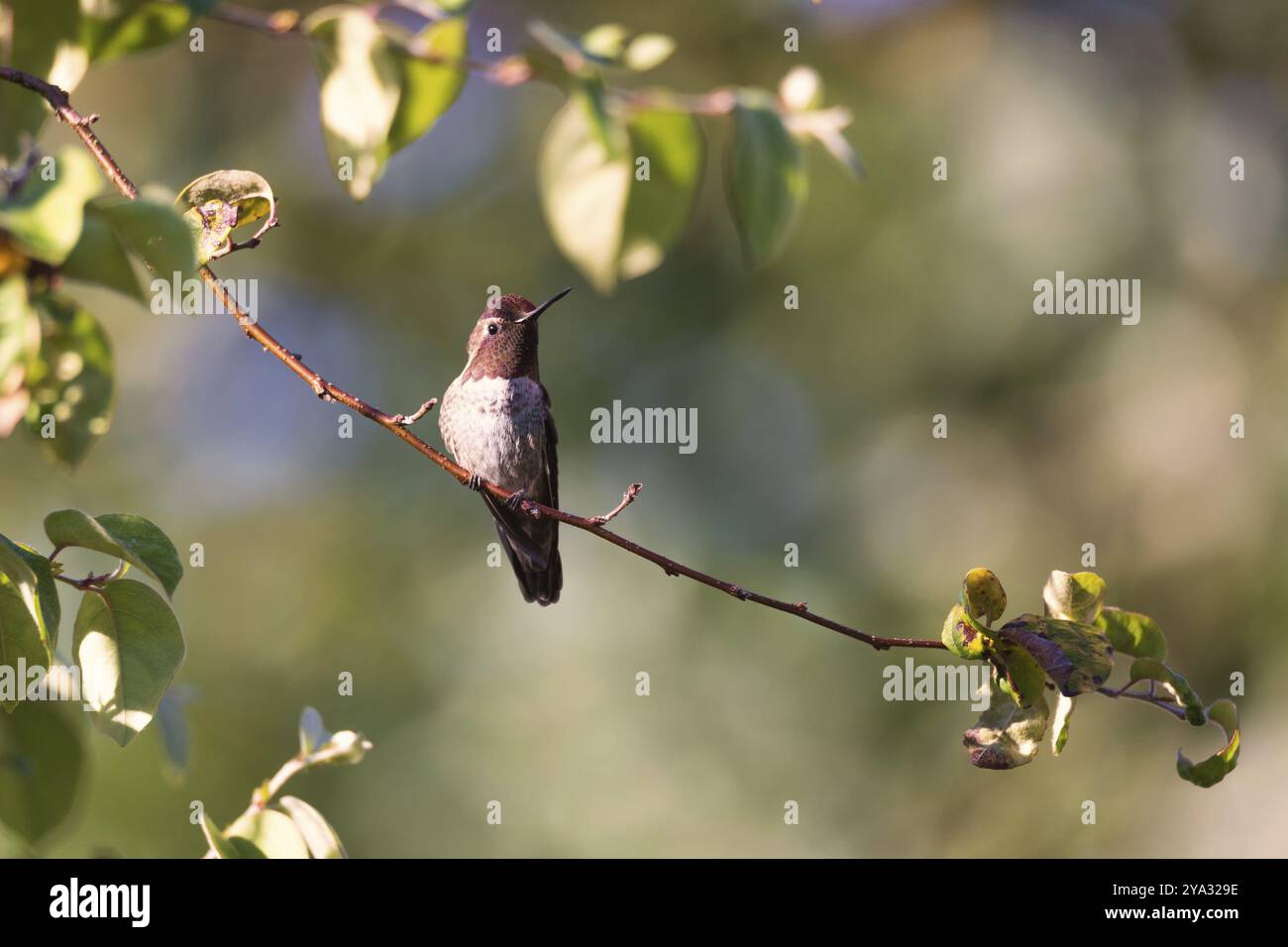 Hummingbirds in the united states hi-res stock photography and images ...