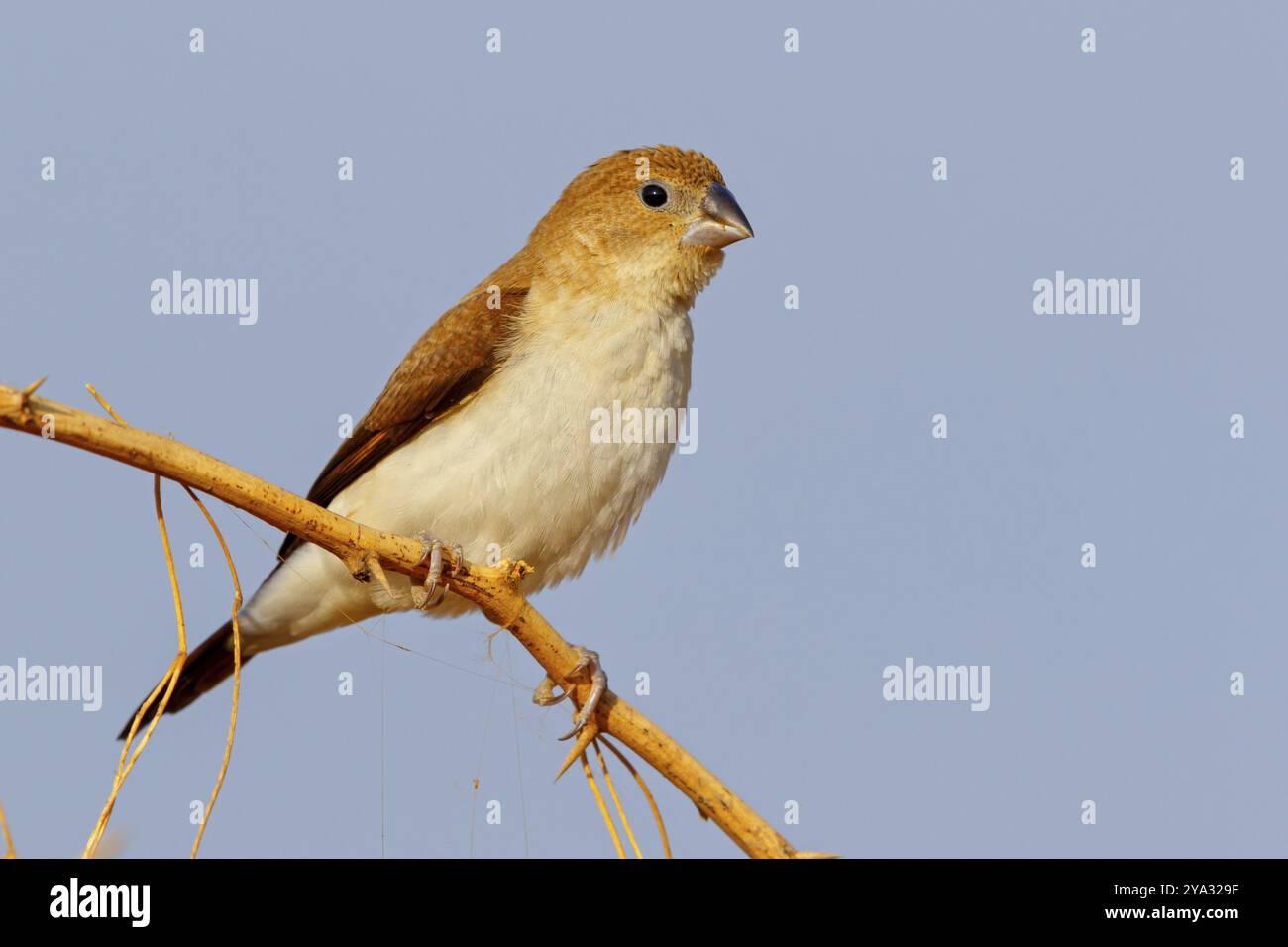 African silverbill, silver beak, silver pheasant, trusting bird ...
