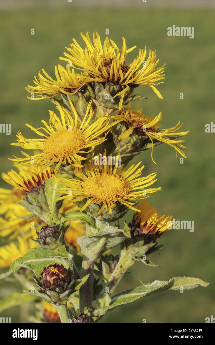 Flowers of Inula racemosa (Inula racemosa, Pushkarmool in Aryuveda ...