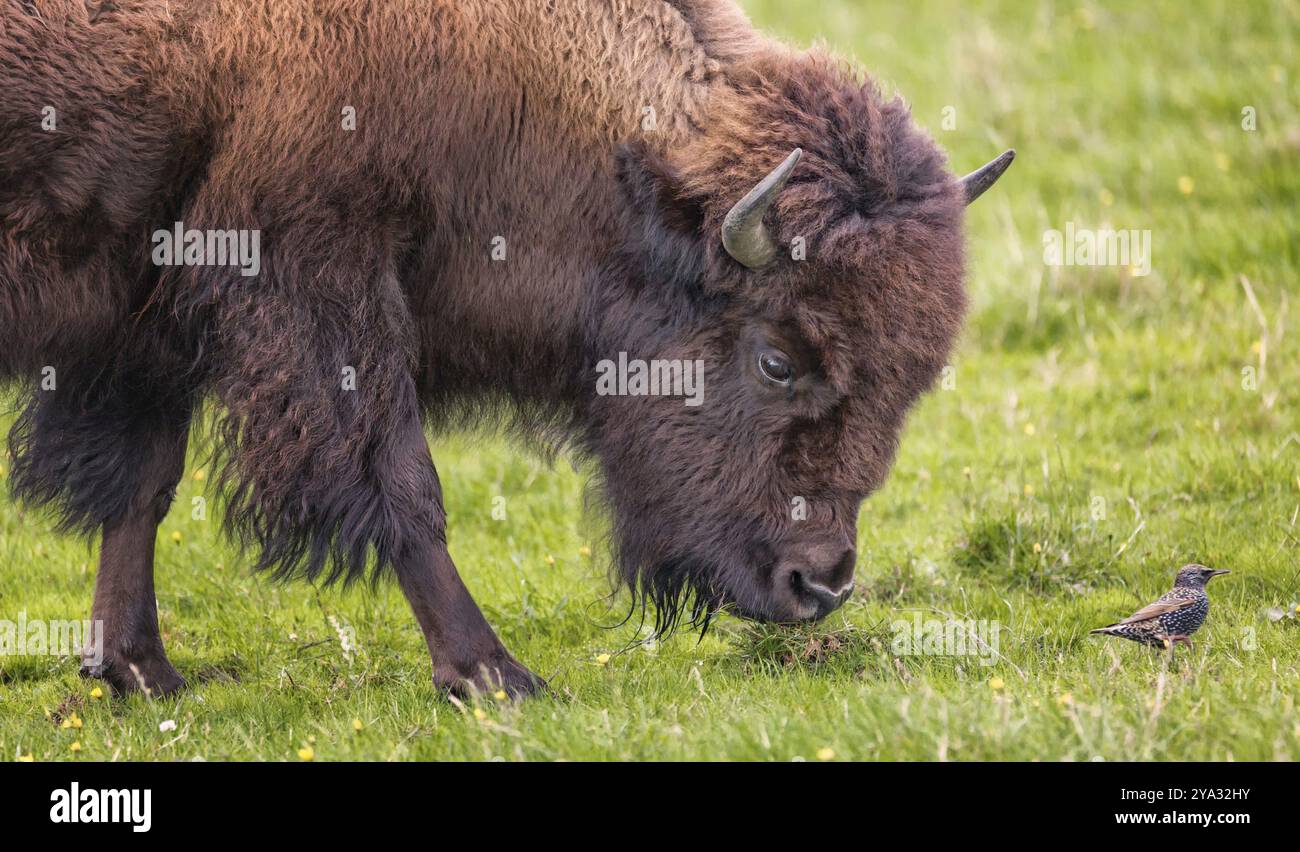 Bison Buffalo Portrait in a Grassy Field, Color Image Stock Photo - Alamy