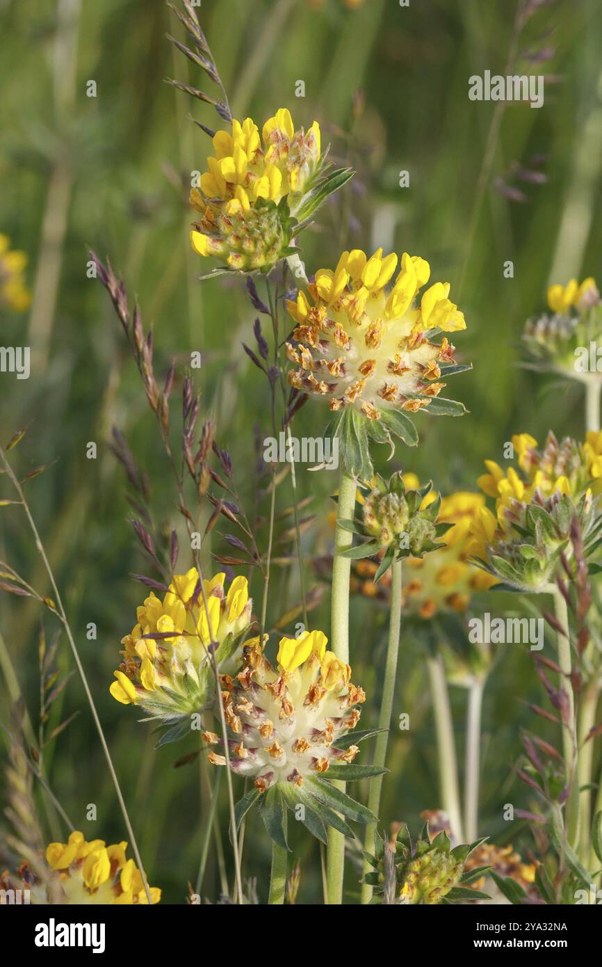 Flowers of the Kidney vetch (Anthyllis vulneraria) Flowers of the ...
