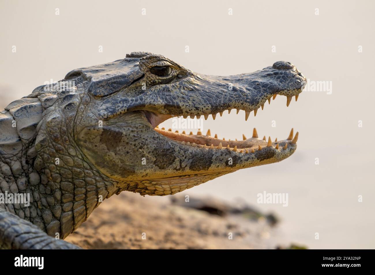 Caiman (Caimaninae), Alligator (Alligatoridae), Crocodile (Crocodylia ...