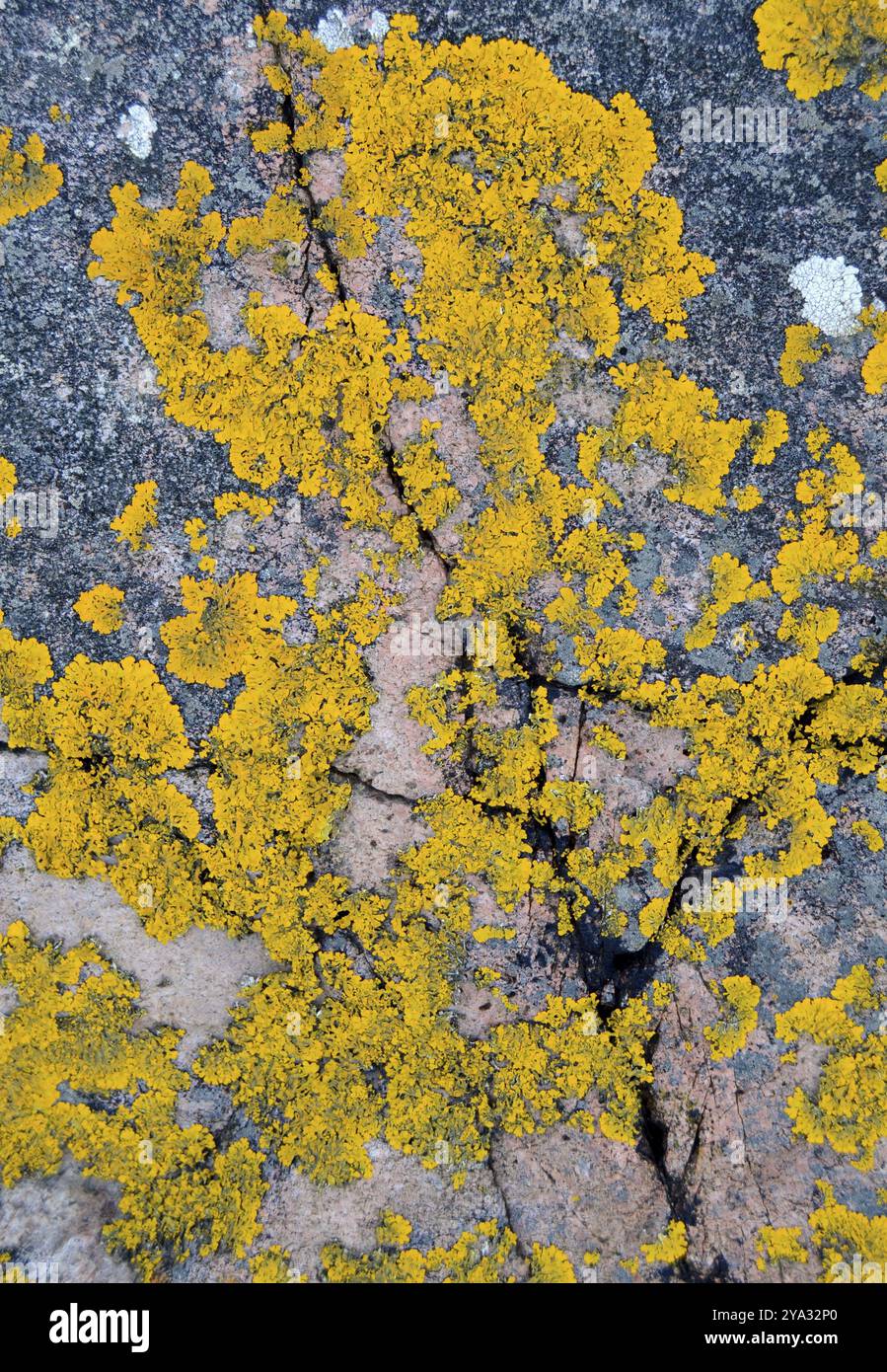 Background Texture Of Yellow Lichen On A Rock Stock Photo - Alamy
