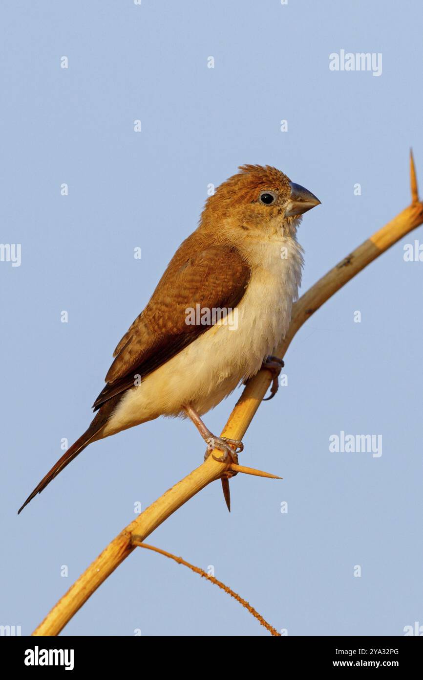 African silverbill, silver beak, silver pheasant, trusting bird ...