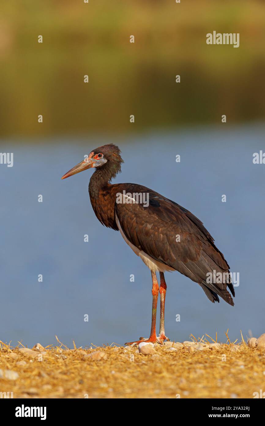 Abdim's stork, rain stork, Abdim, (Ciconia abdimii), African stork ...
